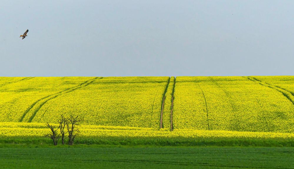 Der Ausflug Foto & Bild | landschaft, kulturlandschaften, bäume Bilder ...