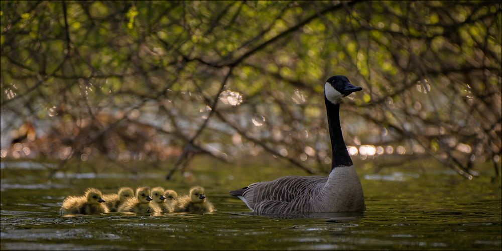 Der Ausflug Foto & Bild | tiere, wildlife, wild lebende vögel Bilder ...