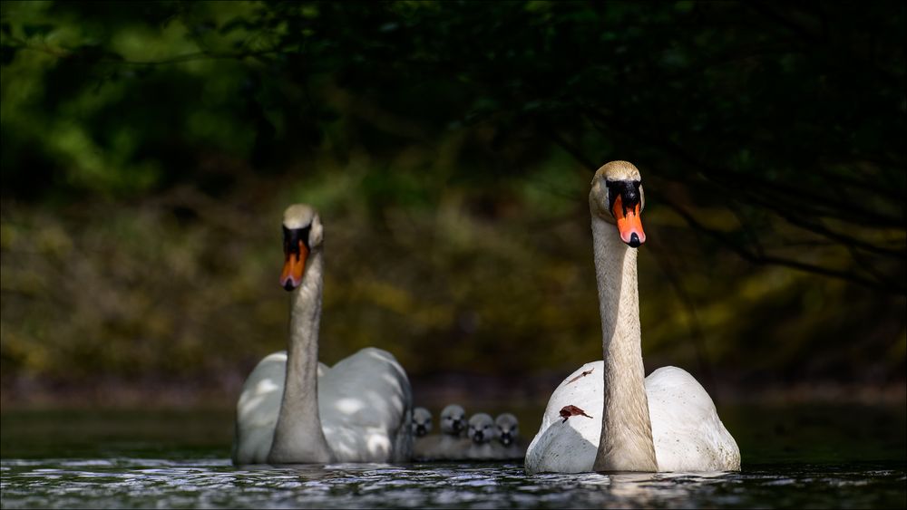 Der Ausflug Foto & Bild | tiere, wildlife, wild lebende vögel Bilder ...