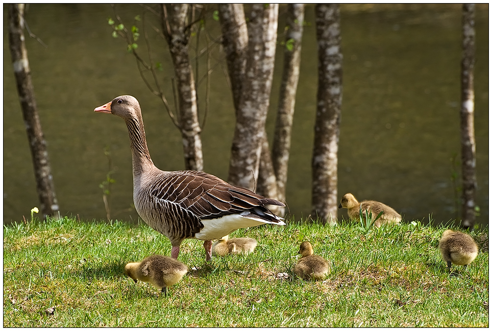 Der Ausflug Foto & Bild | tiere, wildlife, wild lebende vögel Bilder ...
