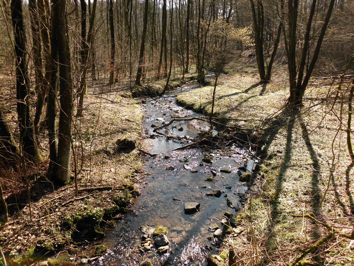 der Bach Foto & Bild | landschaft, wald, natur Bilder auf fotocommunity