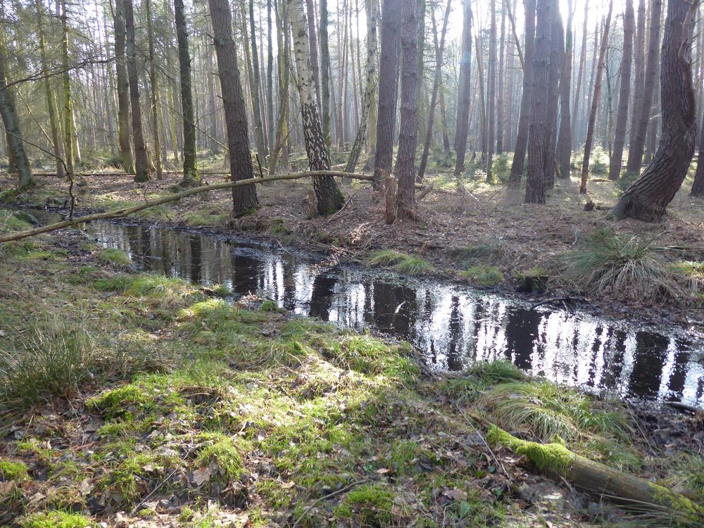 Der Bach im Wald Foto & Bild | landschaft, bach, fluss & see, wald Bilder auf fotocommunity