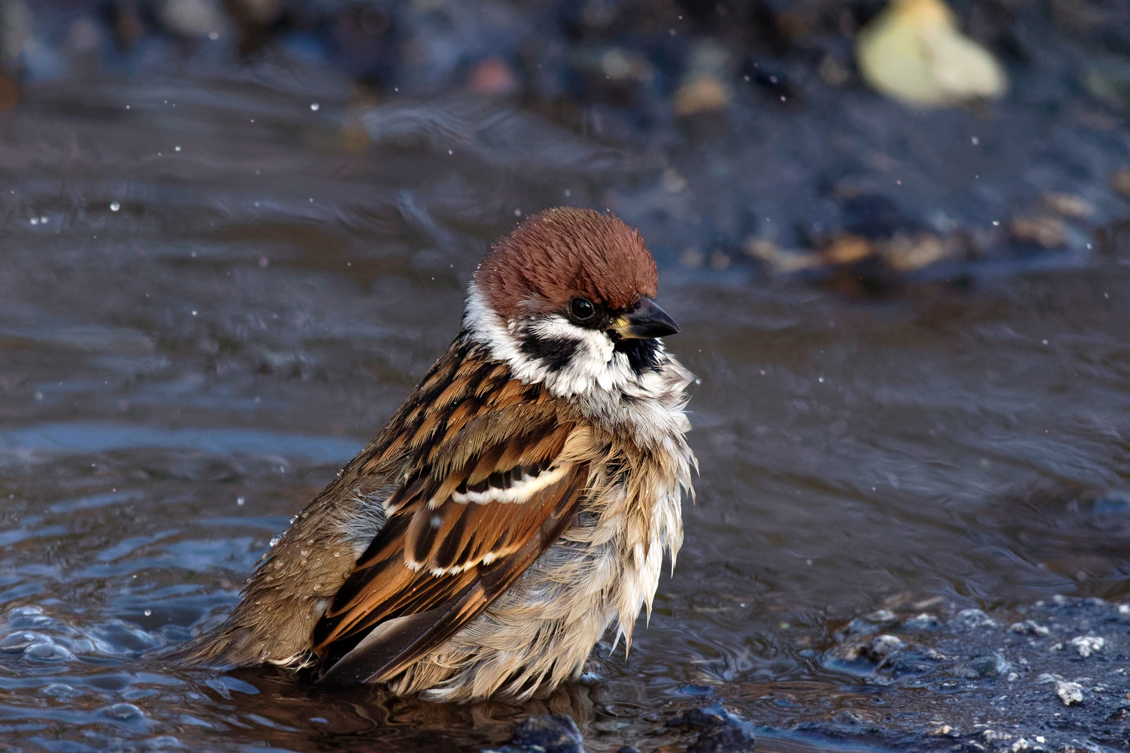 Der Badespatz - Feldsperling in einer kleinen Pfütze Foto & Bild ...