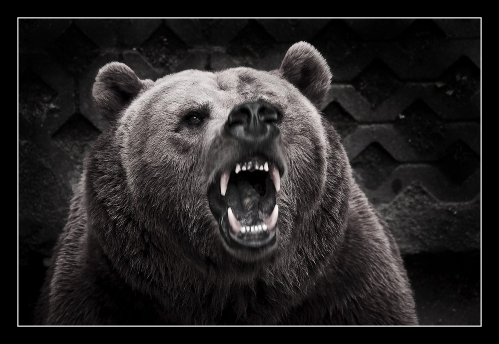 Der Bär Foto & Bild | tiere, zoo, wildpark & falknerei, säugetiere ...