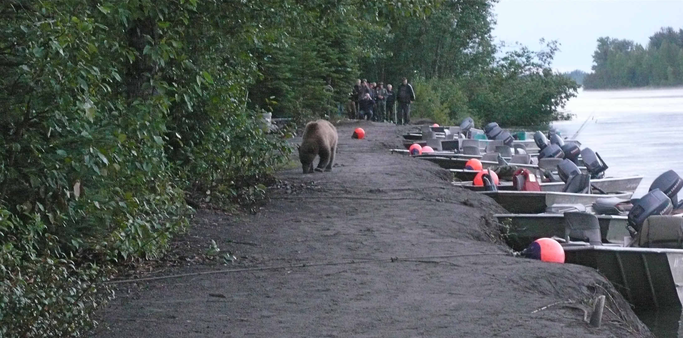 Der Bär ... Foto & Bild | north america, united states, alaska Bilder ...