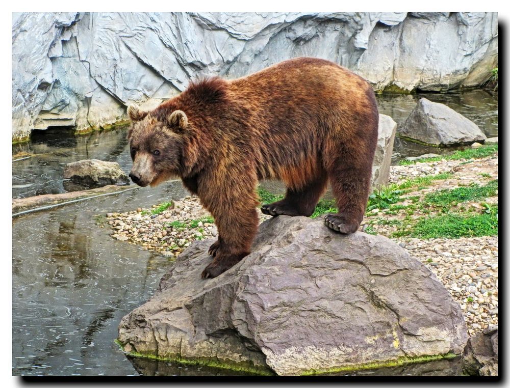 Der Bär Foto & Bild | tiere, zoo, wildpark & falknerei, säugetiere ...