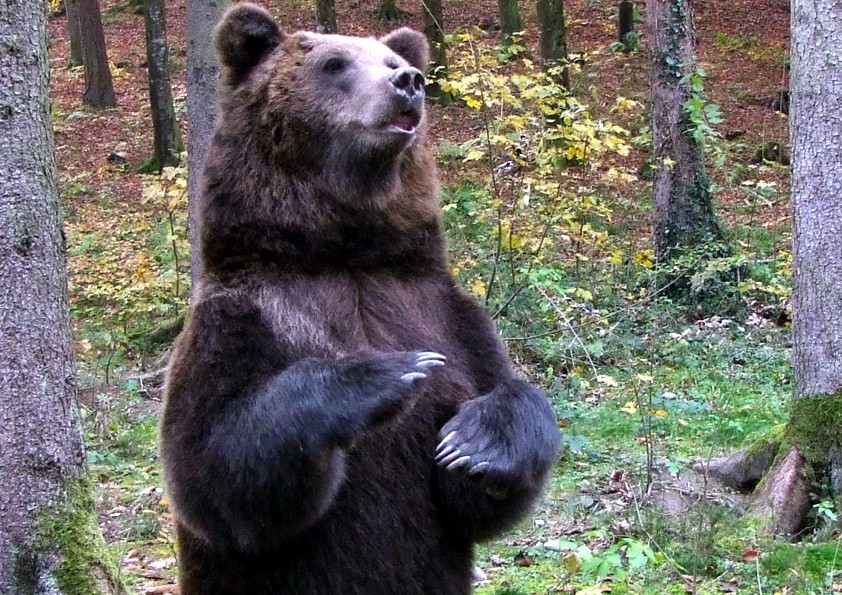 Der Bär Foto & Bild | tiere, wildlife, säugetiere Bilder auf fotocommunity