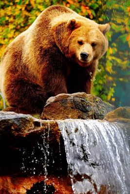 Bären Bilder & Fotos