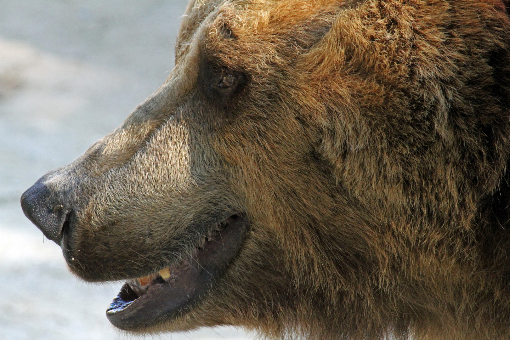 Der Bär Foto & Bild | tiere, tierdetails, natur Bilder auf fotocommunity