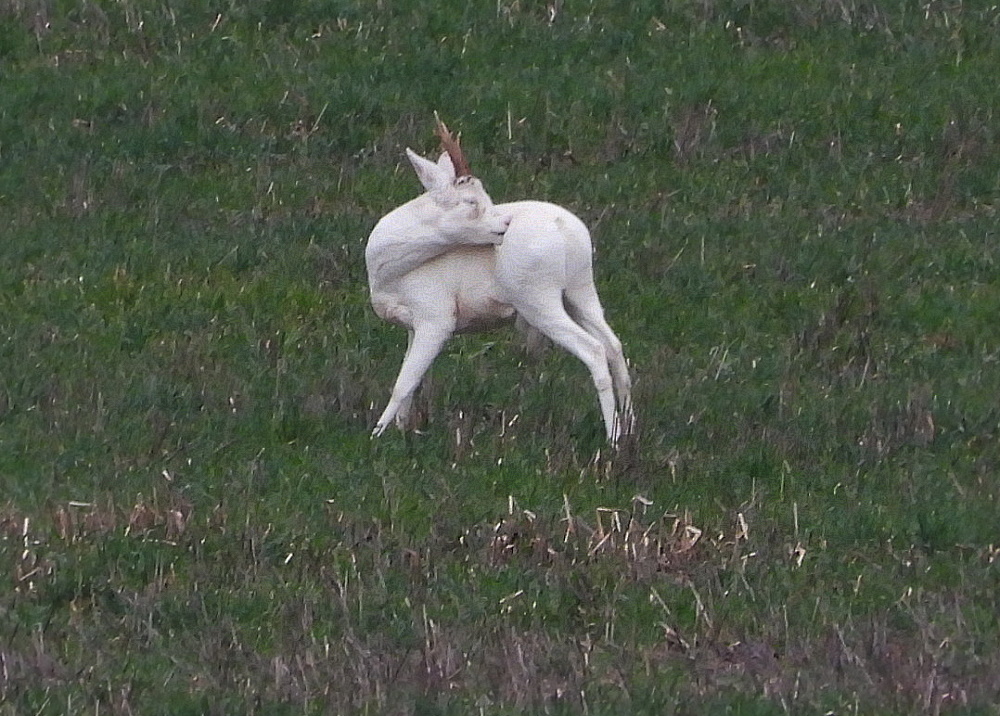 Der Bast ist ab Foto & Bild | natur, tiere, wildlife Bilder auf ...
