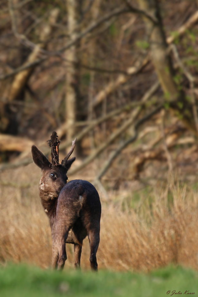 Der Bast muss endlich runter... Foto & Bild | tiere, wildlife ...