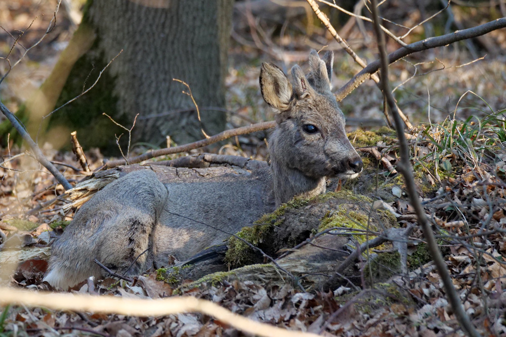 Der Bast platzt auf Foto & Bild | park, rehwild, wildgruber Bilder auf ...