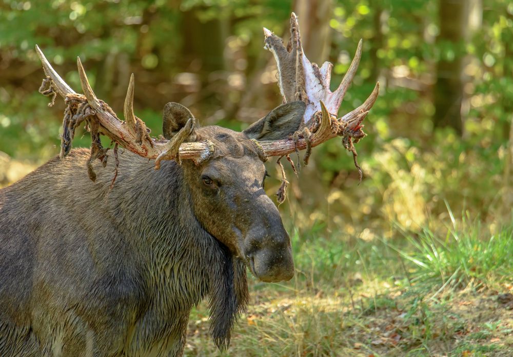 Der Bast wird gefegt........ Foto & Bild | natur, tiere, elche Bilder ...