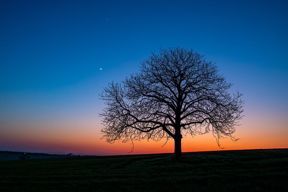 Der Baum... Foto & Bild | world, spezial, bäume Bilder auf fotocommunity