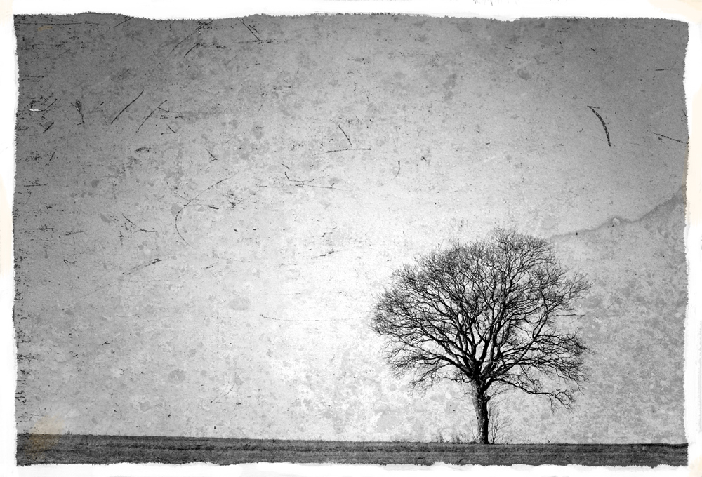 Der Baum Foto & Bild | monochrom, bearbeitungs - techniken, composing Bilder auf fotocommunity