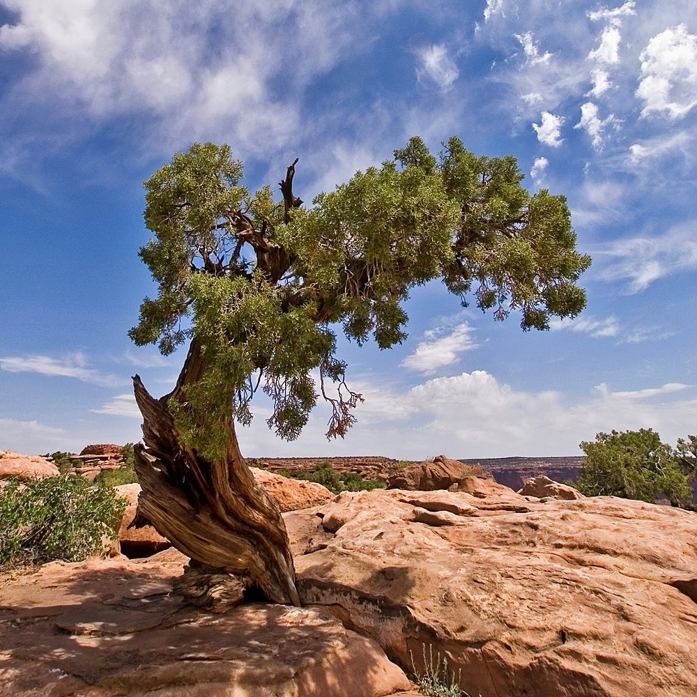 Der Baum Foto & Bild | world, alt, bäume Bilder auf fotocommunity