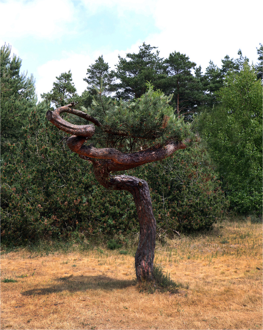 ...der Baum Foto & Bild | bäume, baum, natur Bilder auf fotocommunity