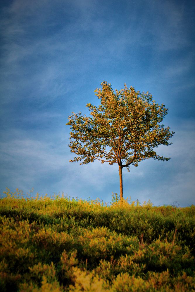 Der Baum Foto & Bild | bäume, baum, grün Bilder auf fotocommunity