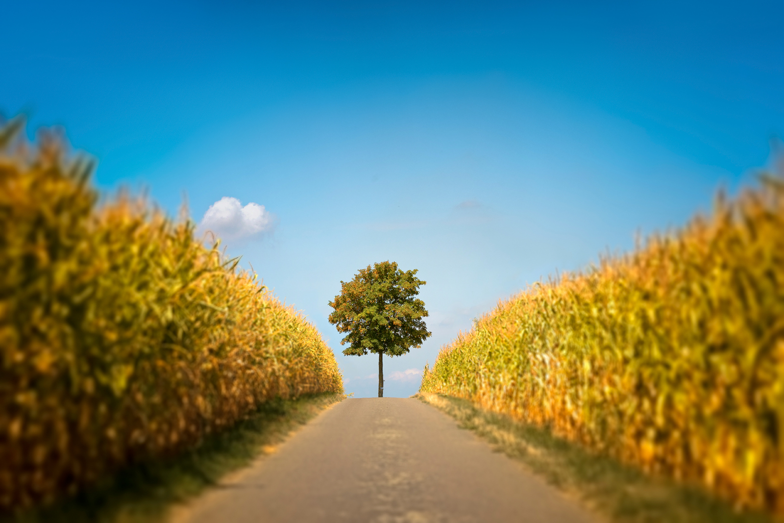 Der Baum Foto & Bild | pflanzen, pilze & flechten, landschaft, bäume ...