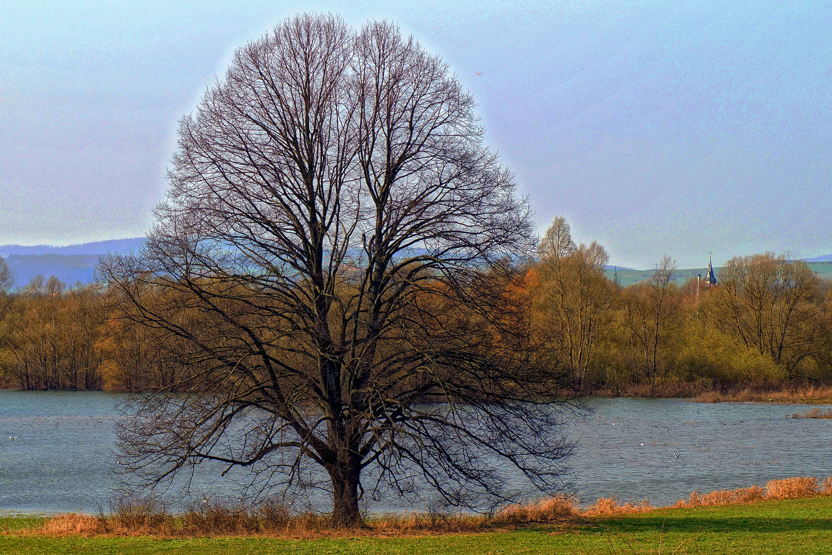Der Baum Foto & Bild | pflanzen, pilze & flechten, bäume, einzelbäume ...