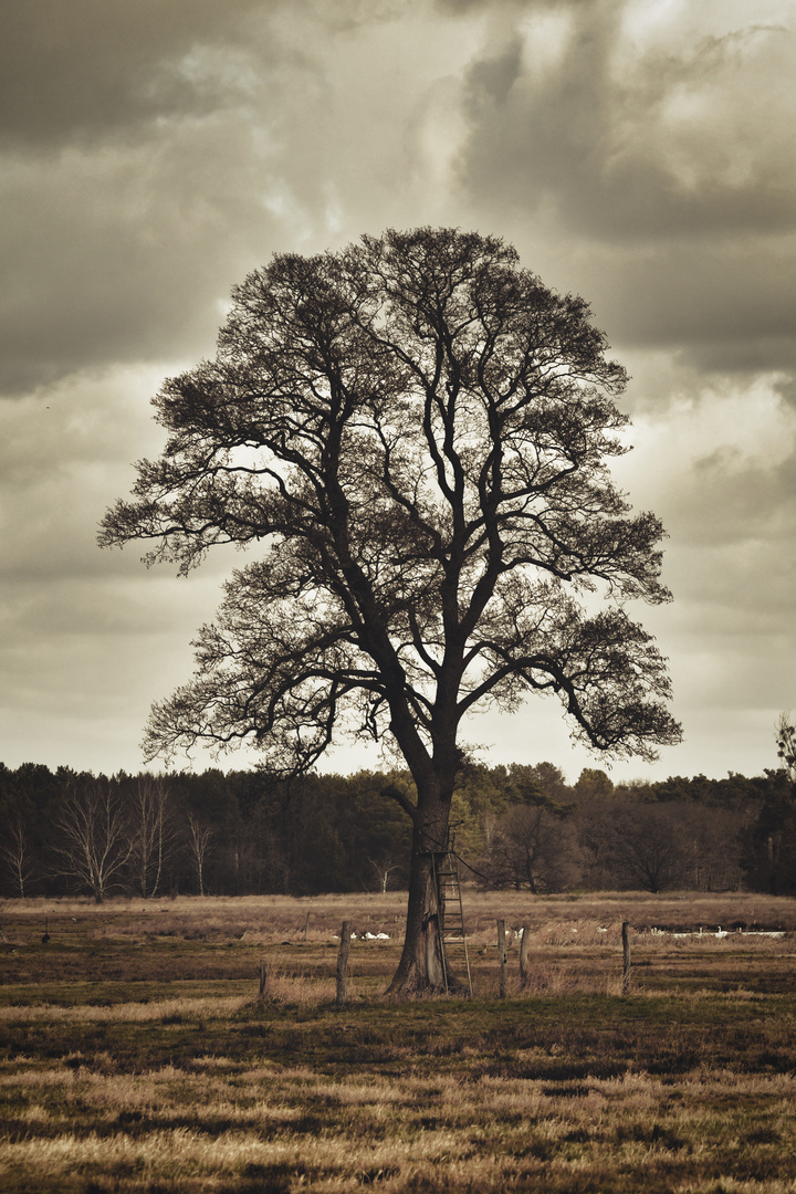 Der Baum Foto & Bild | deutschland, europe, brandenburg Bilder auf ...