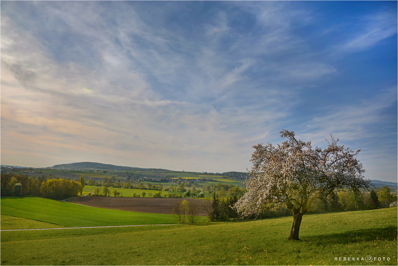 der Baum Foto & Bild | baum, frühling, natur Bilder auf fotocommunity