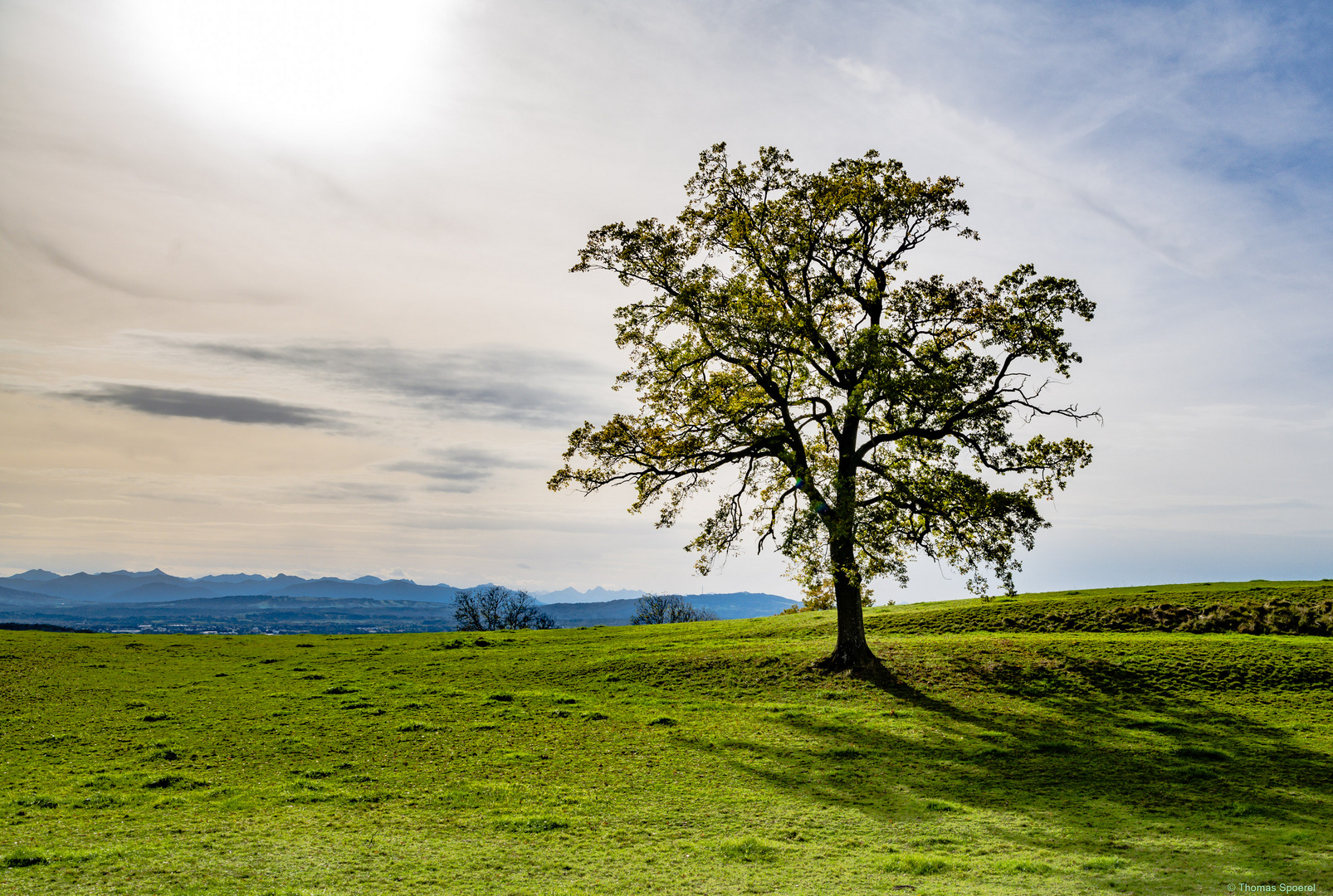 der Baum Foto & Bild | baum, himmel, natur Bilder auf fotocommunity