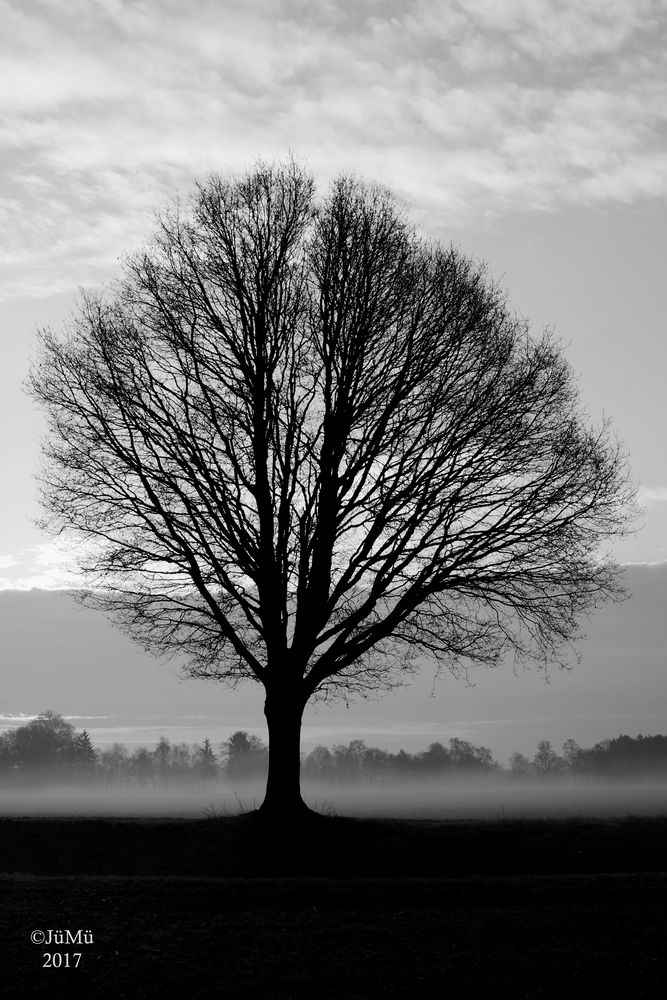 Der Baum Foto & Bild | baum, natur, landschaft Bilder auf fotocommunity