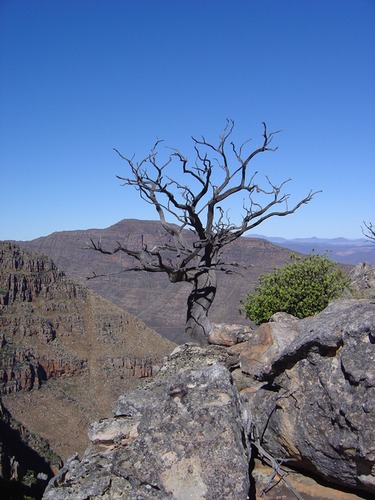 Der Baum Foto & Bild | africa, southern africa, south africa Bilder auf ...