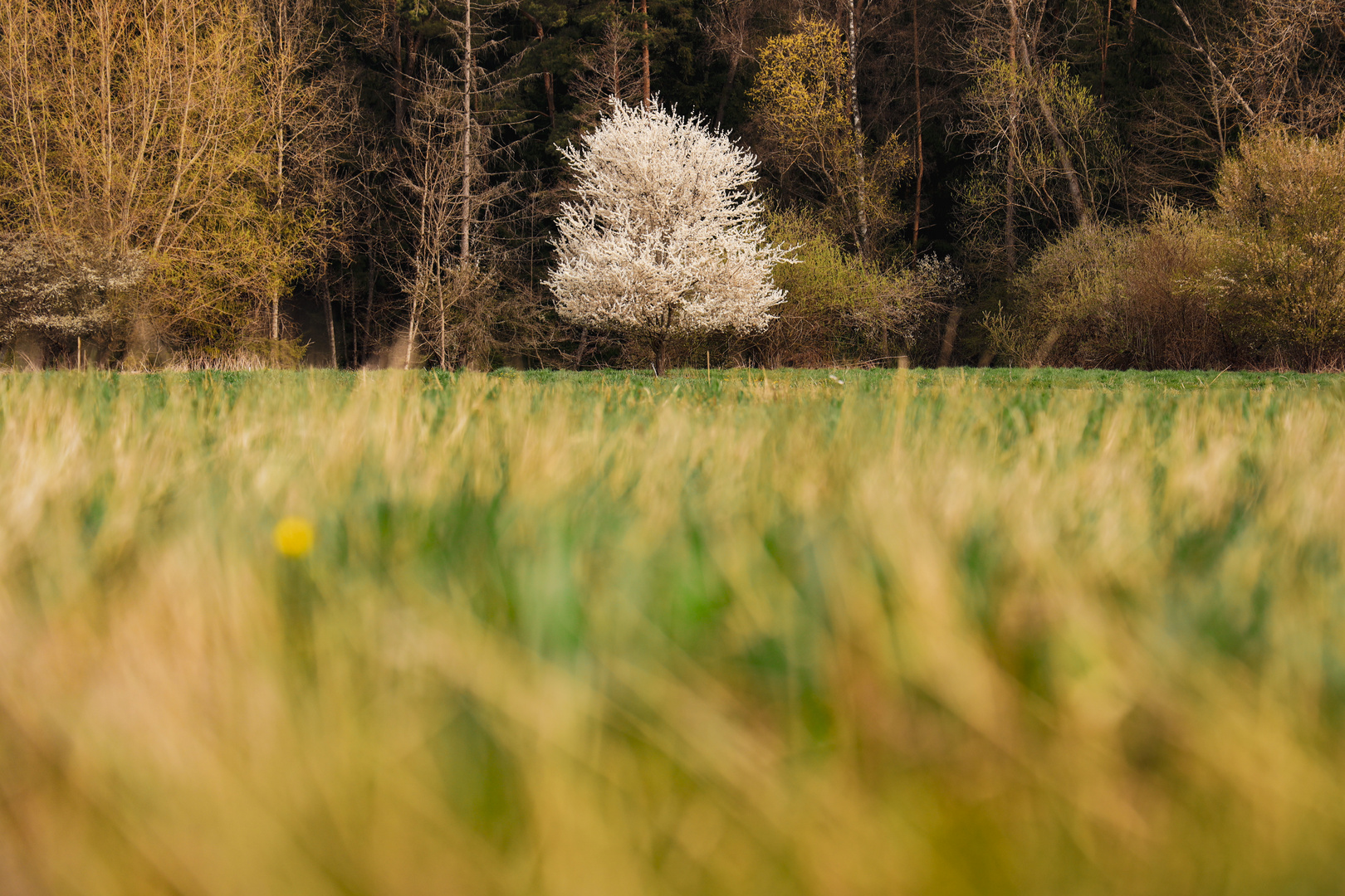 Der Baum Foto & Bild | wald, baum, wiese Bilder auf fotocommunity