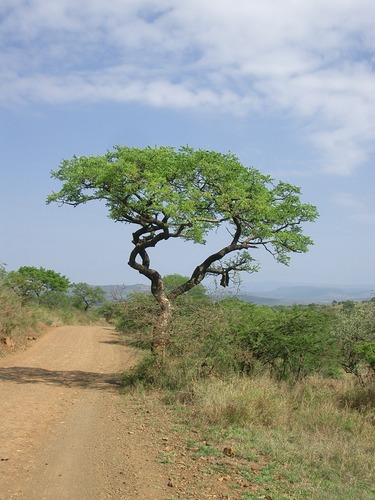 Der Baum Foto & Bild | africa, southern africa, south africa Bilder auf ...