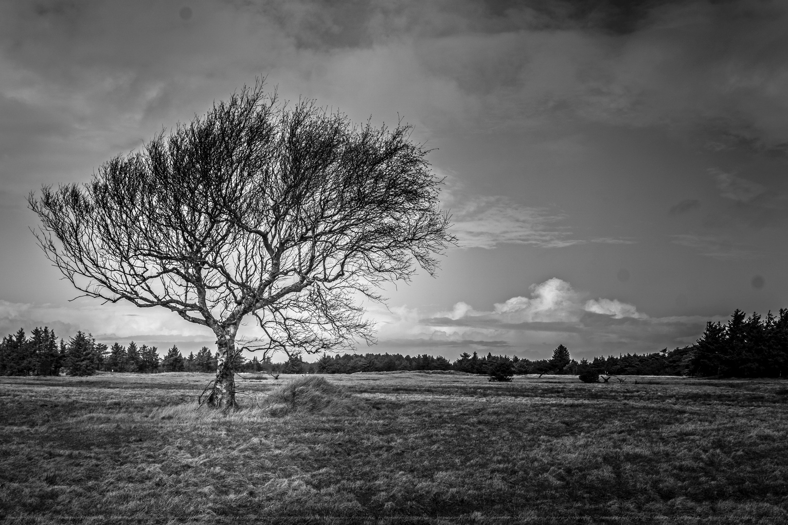 Der Baum Foto & Bild | outdoor, wolken, baum Bilder auf fotocommunity
