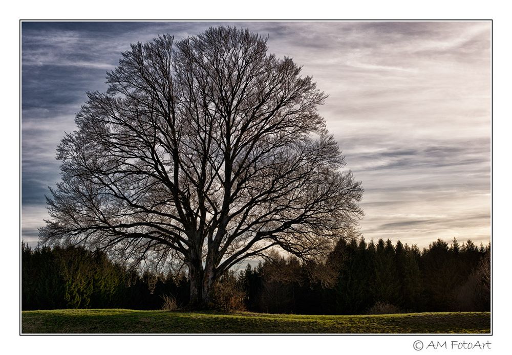 der Baum | Portfolio von AM FotoArt