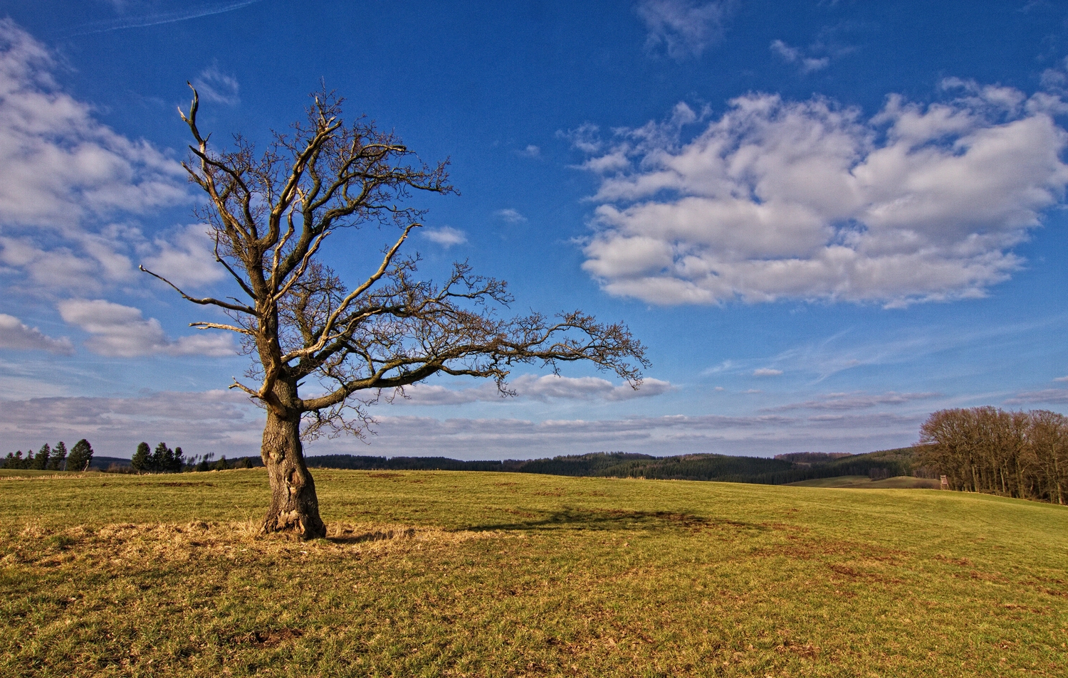 Der Baum Foto & Bild | canon, world, blau Bilder auf fotocommunity
