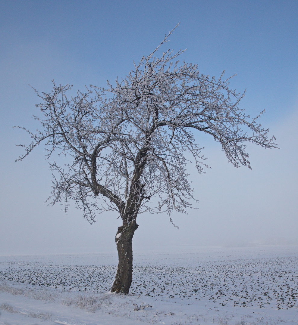 Der Baum im Winter Foto & Bild | pflanzen, pilze & flechten, bäume ...