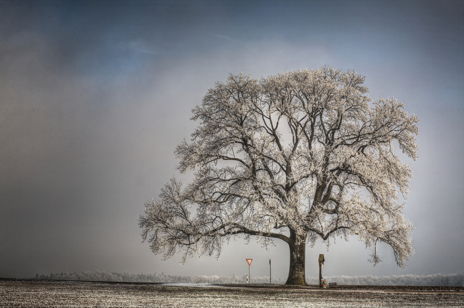 Der Baum im Winter Foto & Bild | bäume, natur, pflanzen Bilder auf ...