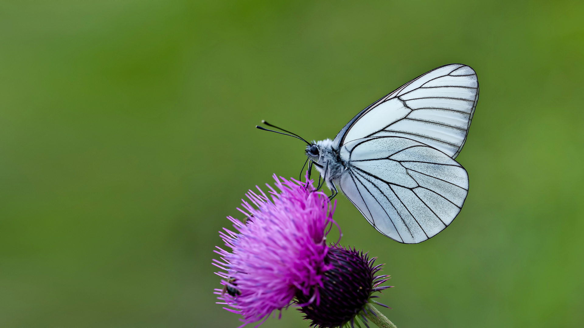 Der Baum-Weißling Foto & Bild | fotos, wald, outdoor Bilder auf ...