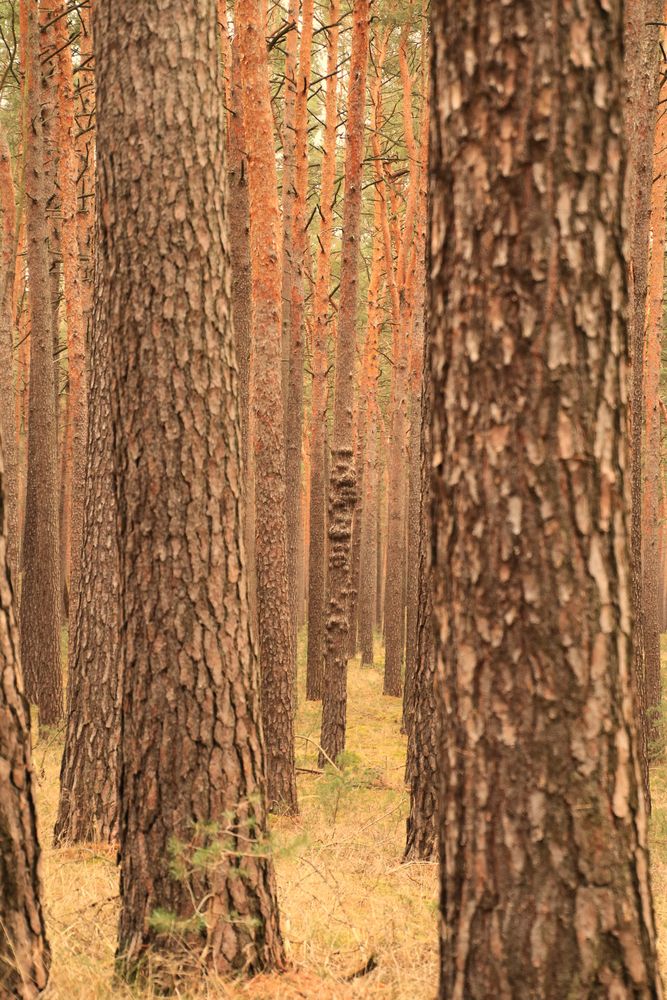 Der Baumstamm Foto & Bild | landschaft, wald, natur Bilder auf ...