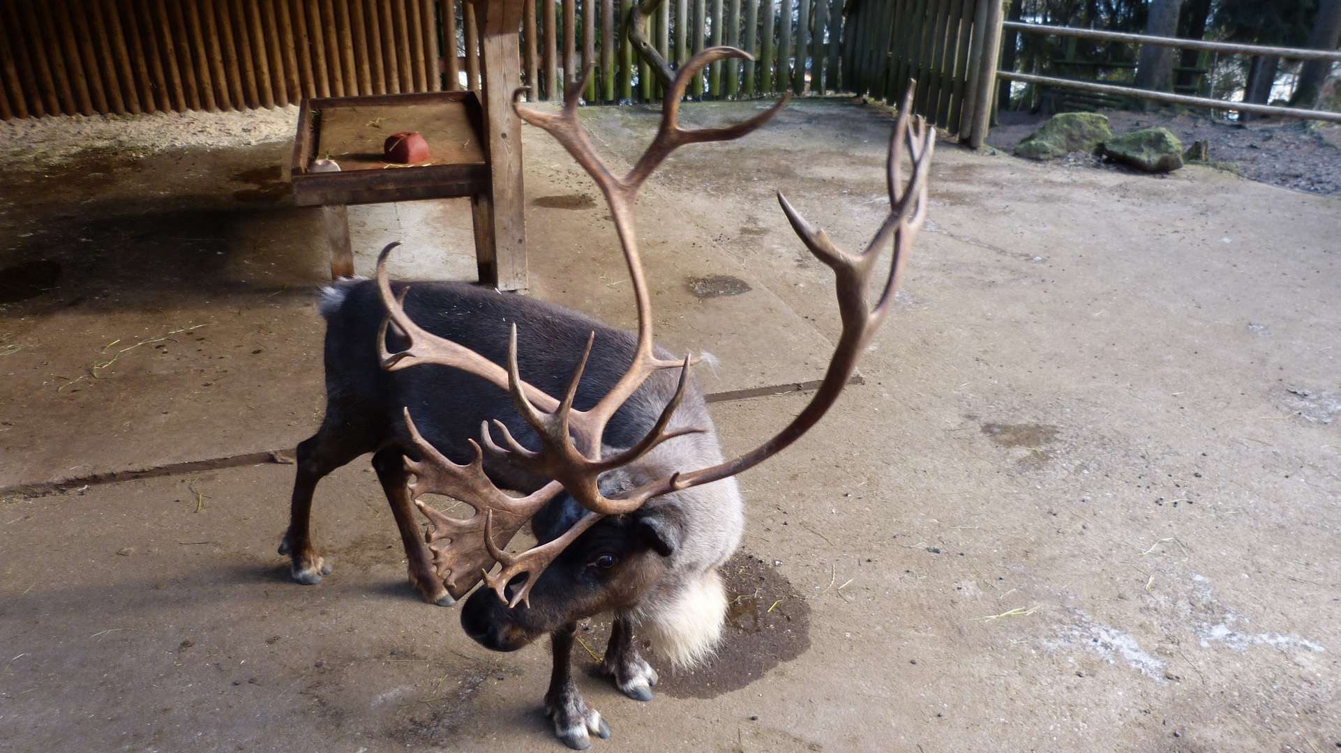 Der Bayerwald-Tierpark Lohberg Foto & Bild | deutschland, europe ...