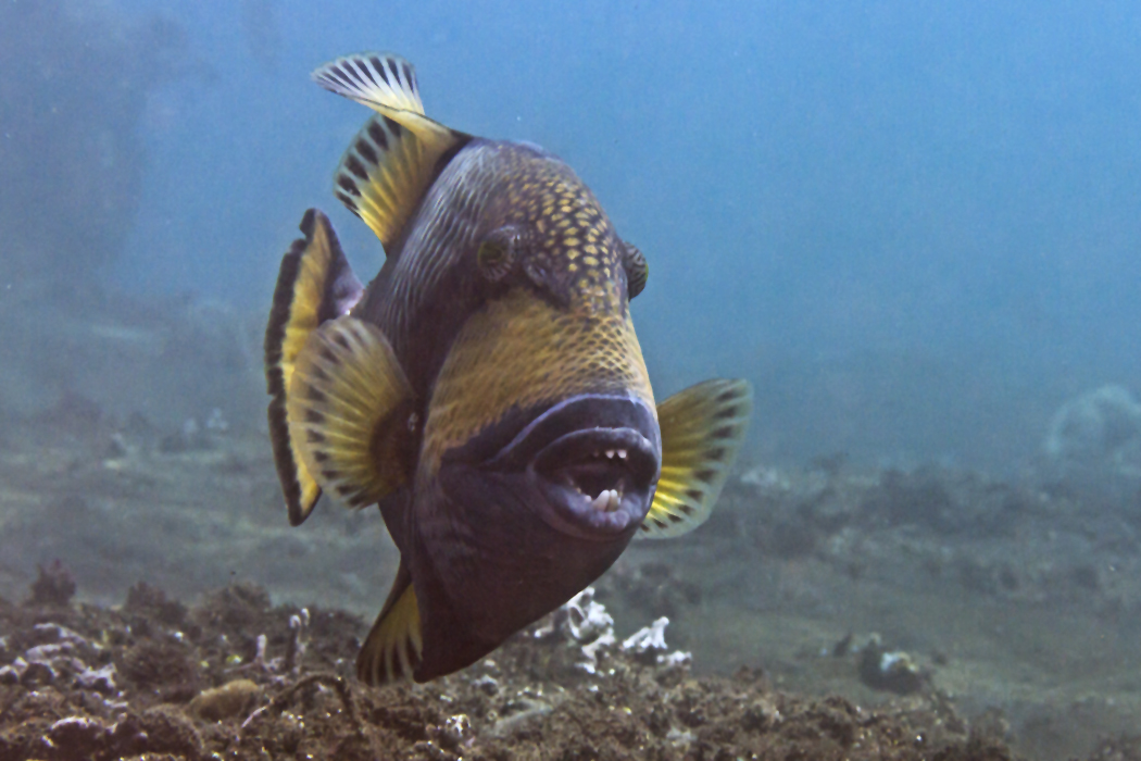 Der Beisser Foto & Bild | unterwasser, uw-salzwasser, natur-kreativ ...