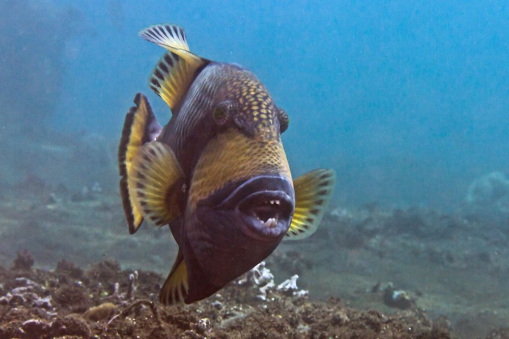 Der Beisser Foto & Bild | unterwasser, uw-salzwasser, natur-kreativ ...