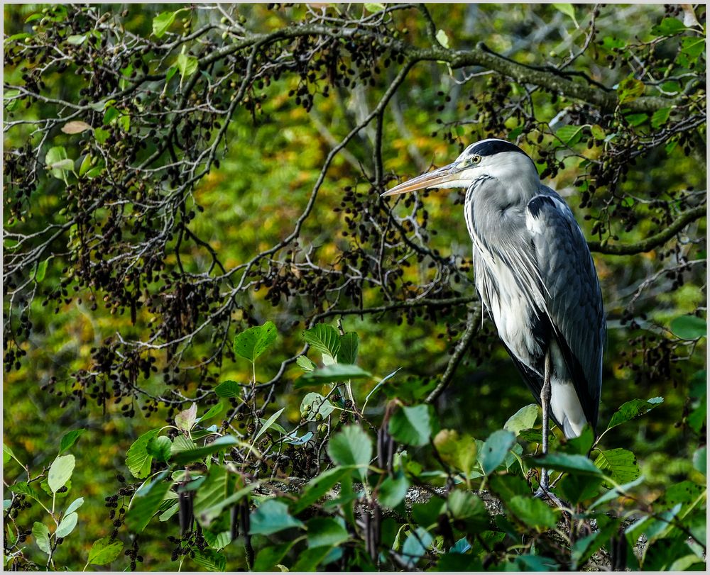 Der Beobachter Foto & Bild | natur, frankfurt, tiere Bilder auf ...