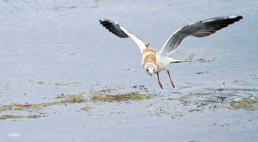 Der Beobachter Foto & Bild | tiere, wildlife, wild lebende vögel Bilder ...