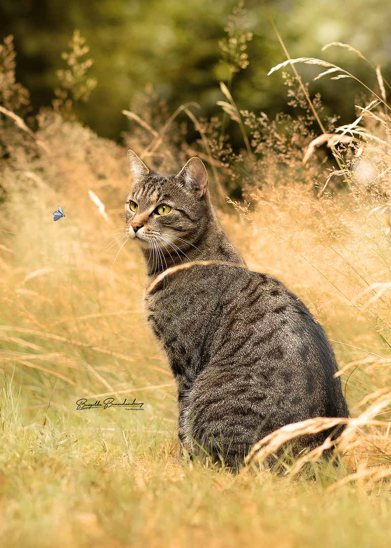 Der Beobachter Foto & Bild | tiere, haustiere, katzen Bilder auf fotocommunity