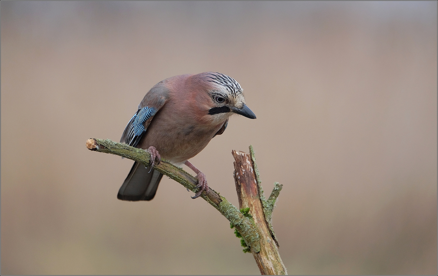 Der Beobachter Foto & Bild | tiere, wildlife, wild lebende vögel Bilder ...