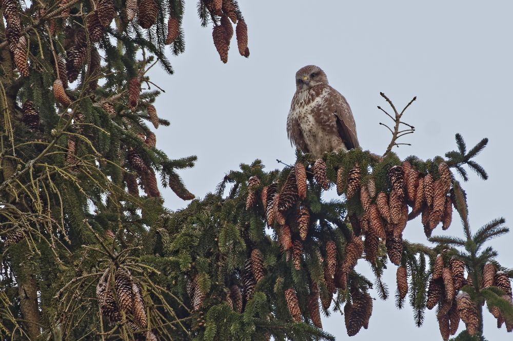 Der Beobachter Foto & Bild | tiere, wildlife, wild lebende vögel Bilder ...
