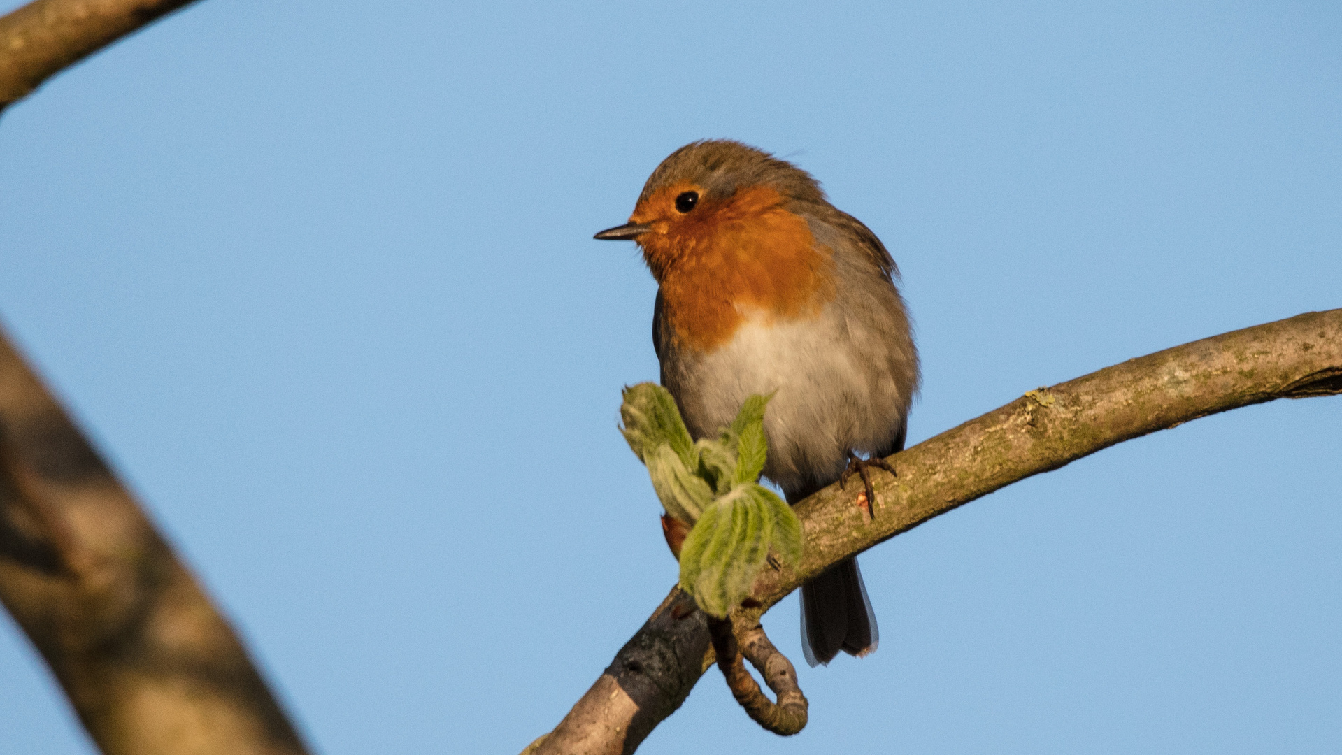 Der Beobachter... Foto & Bild | tiere, wildlife, wild lebende vögel ... Der Beobachter... Foto & Bild | tiere, wildlife, wild lebende vögel ...