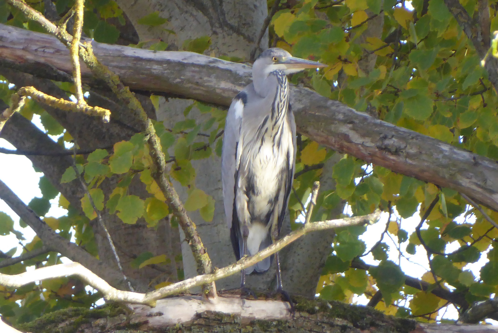 Der Beobachter Foto & Bild | tiere, wildlife, wild lebende vögel Bilder ...