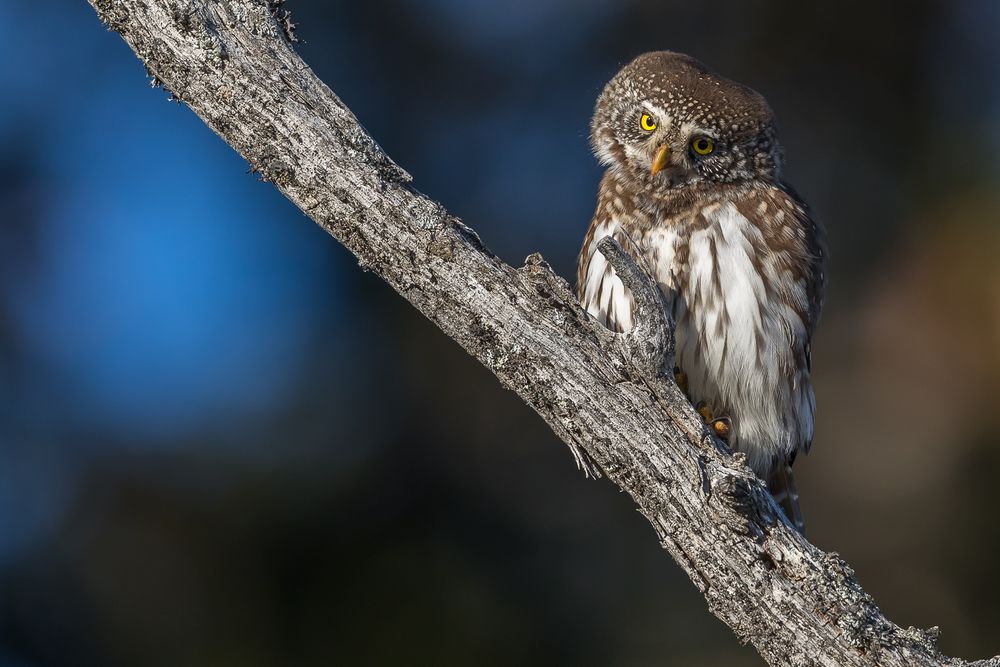 Der Beobachter Foto & Bild | fotos, canon, natur Bilder auf fotocommunity
