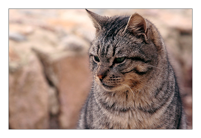 Der Beobachter Foto & Bild | tiere, haustiere, katzen Bilder auf fotocommunity